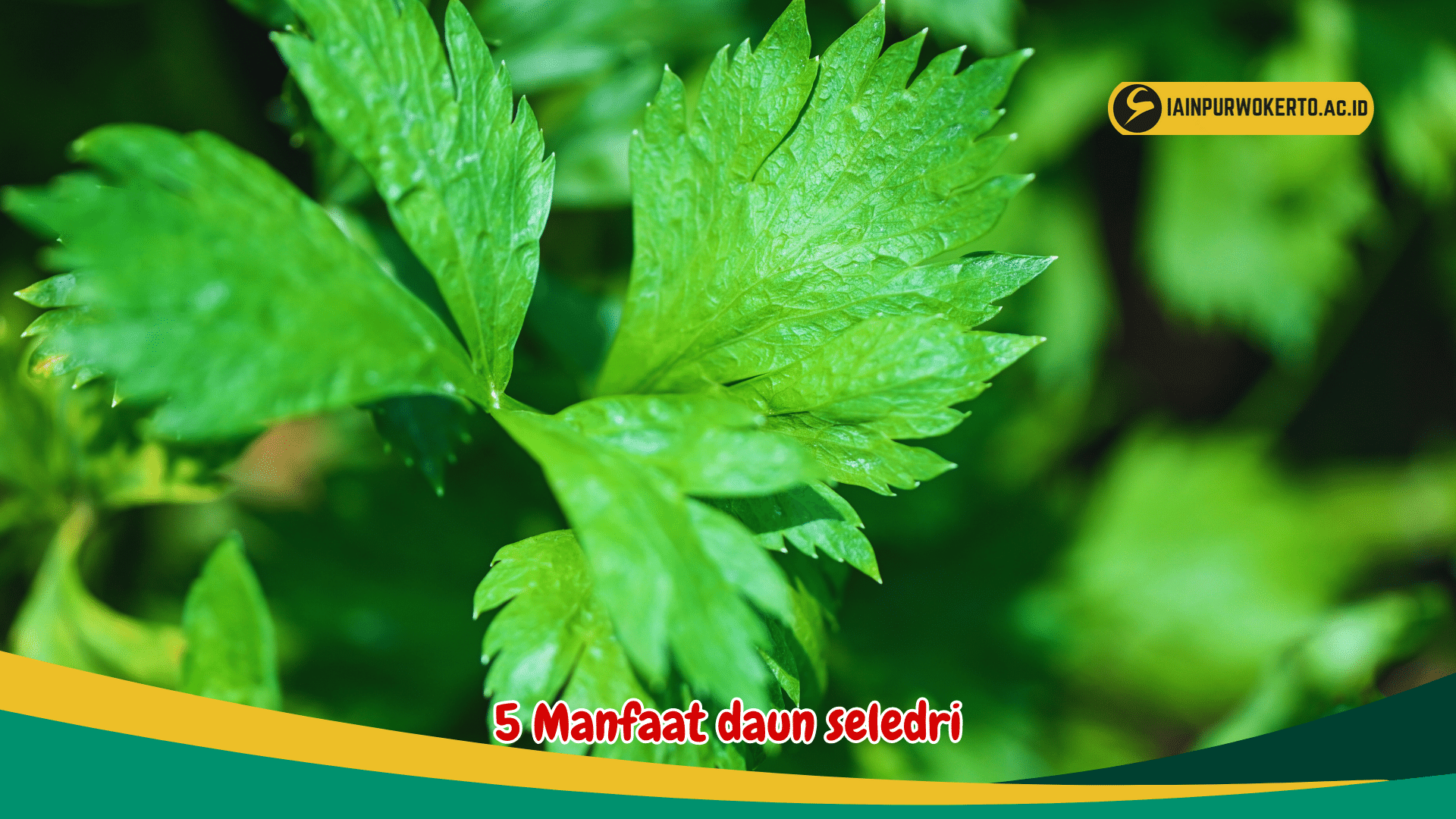 Ketahui Segudang Manfaat daun seledri untuk Kesehatan dan cara ...