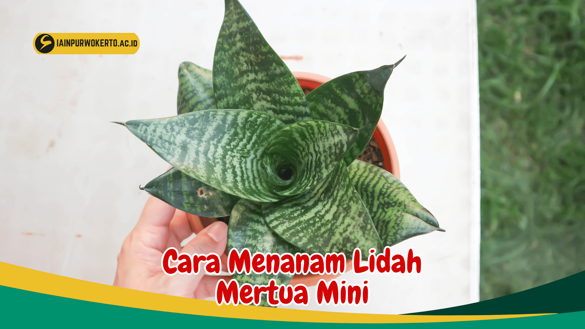 Telusuri Tentang Tanaman Lidah Mertua dan Perawatannya - Birds n Bees