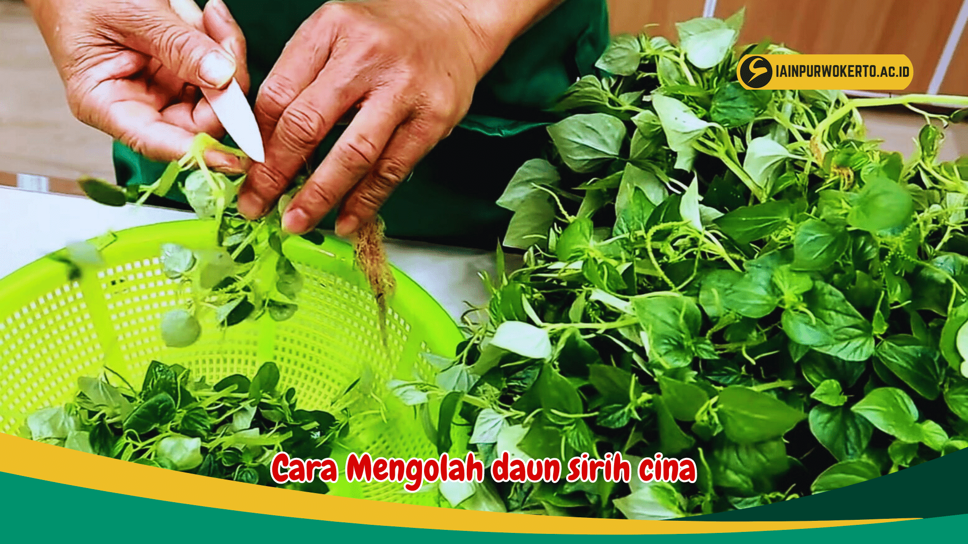 Ketahui 9 Manfaat daun sirih cina untuk Kesehatan - Birds n Bees