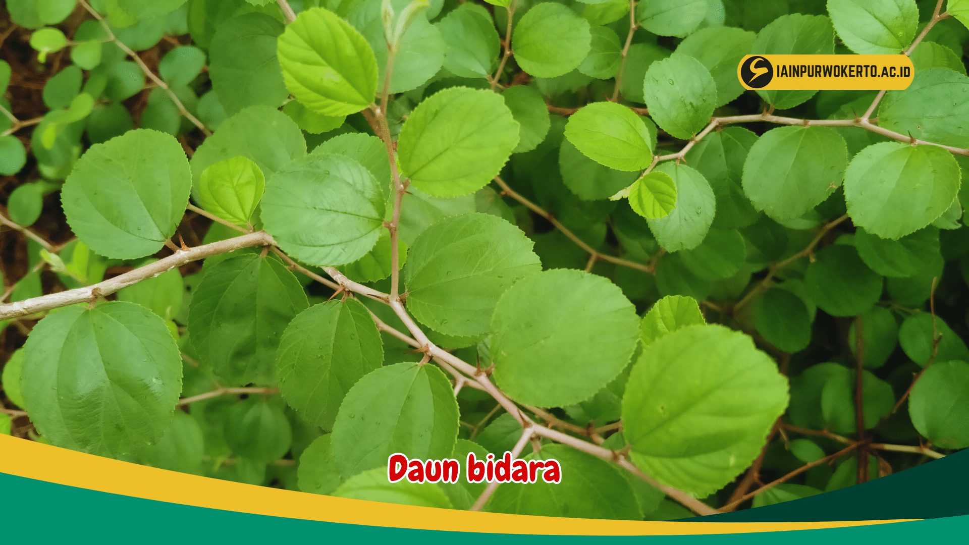 Manfaat Lengkap Daun Bidara Untuk Kesehatan Anda - Birds n Bees