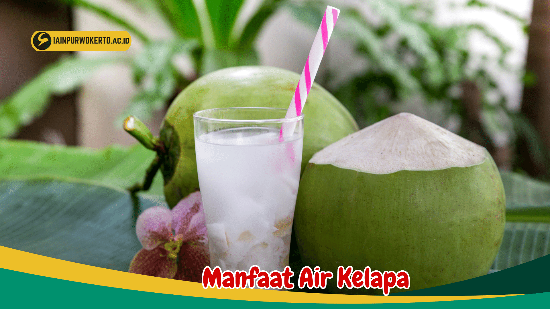 Manfaat Air Kelapa untuk Ibu Hamil - Birds n Bees