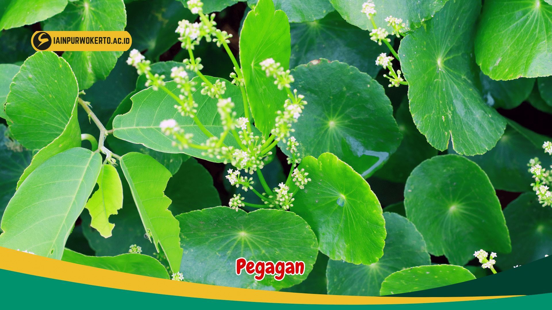 Mengenal Manfaat 8 Jenis Tanaman Obat Keluarga - Birds n Bees