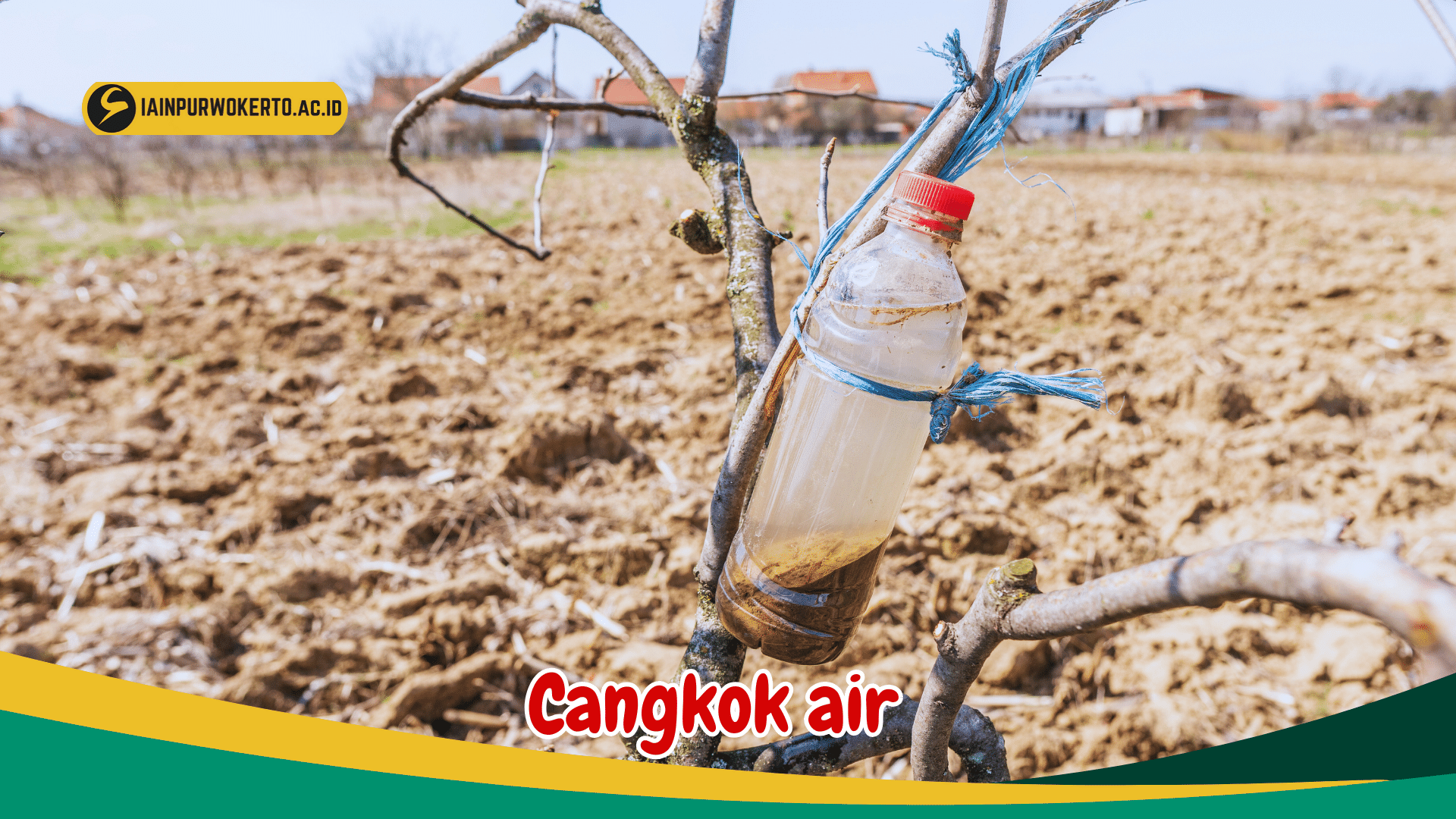 Simak 6 Cara Mencangkok Tanaman dengan Teknik yang Tepat - Birds n Bees