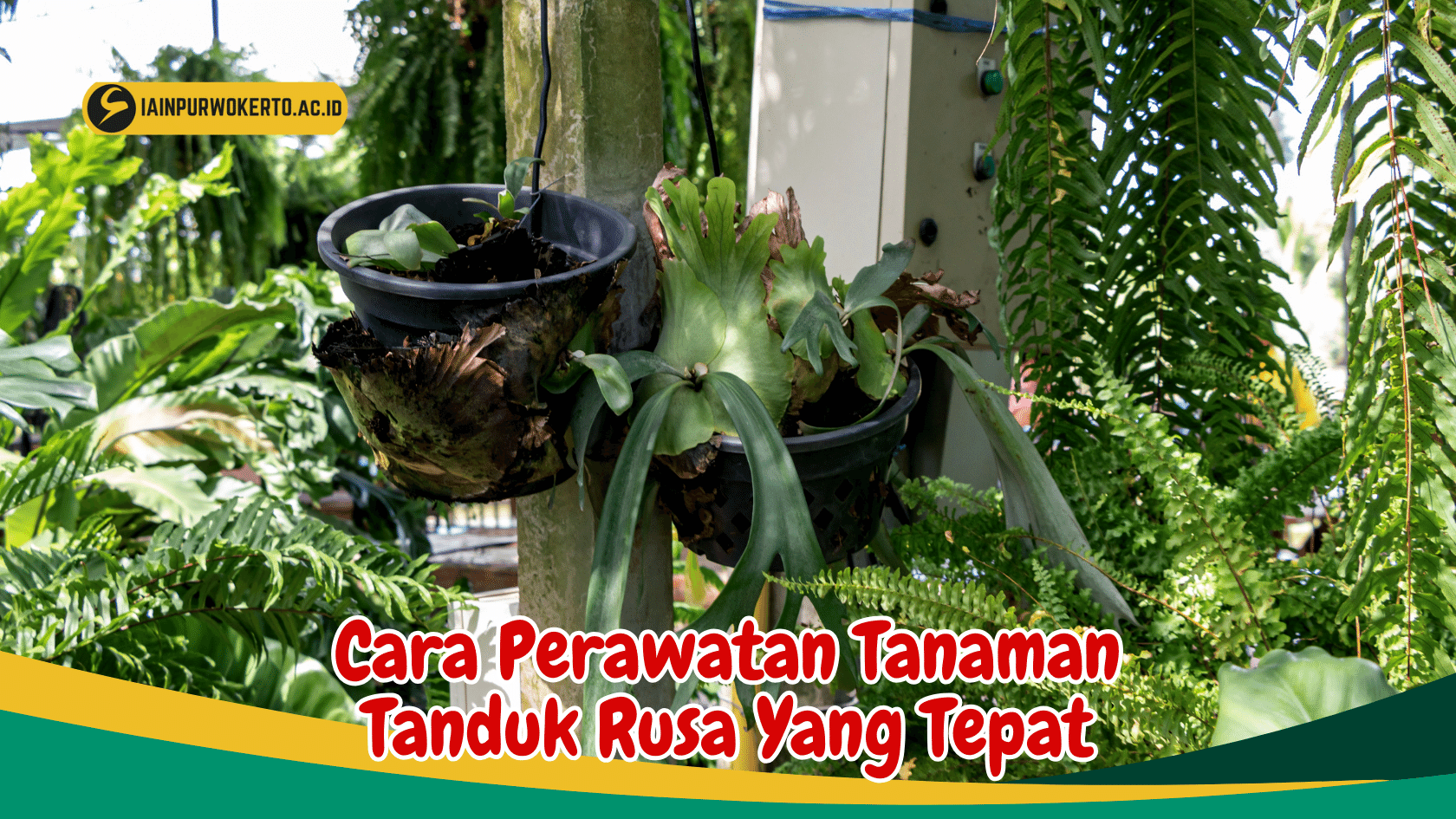 Kenali 6 Jenis Tanaman Tanduk Rusa yang Salah Satunya Berasal Dari ...