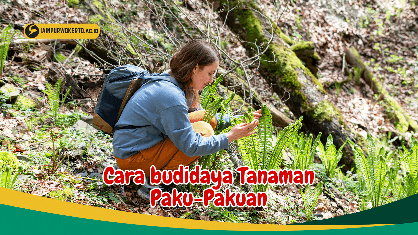 Cek 6 Jenis Tanaman Paku-Pakuan ini punya Nutrisi Tinggi, Ampuh ...