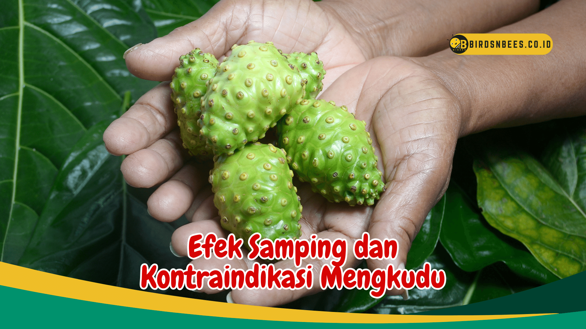 6 Manfaat Penting Buah Mengkudu untuk Kesehatan, Mengurangi risiko ...