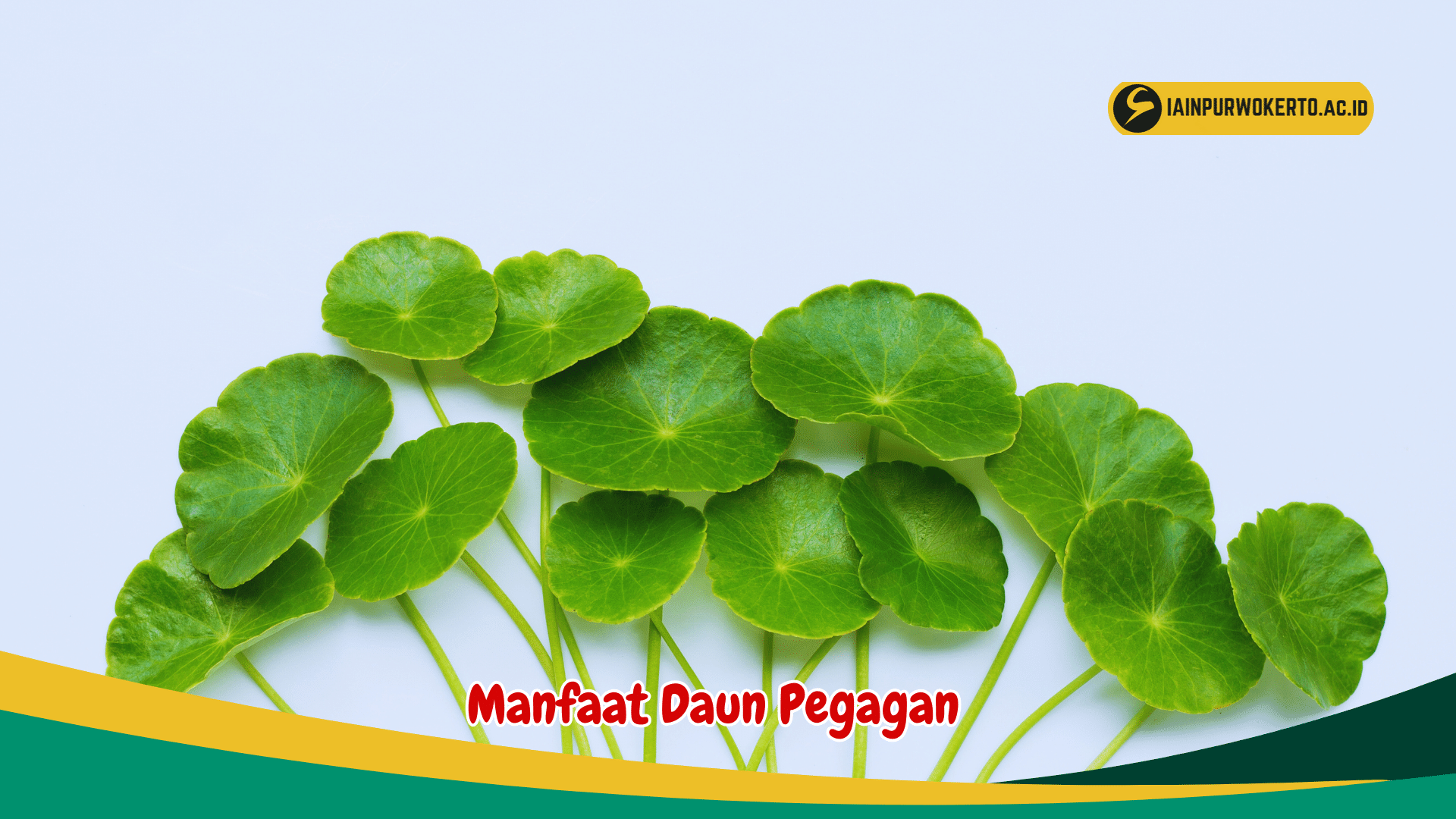 Manfaat Daun Pegagan untuk Meningkatkan Fungsi Otak dan Mengatasi ...