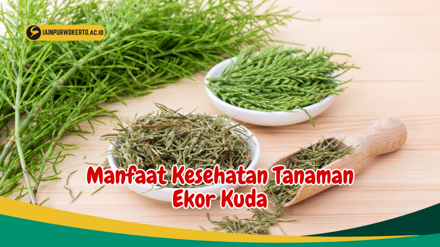 Bukan hanya Dekorasi, ini dia Deretan Manfaat Tanaman Ekor Kuda untuk ...