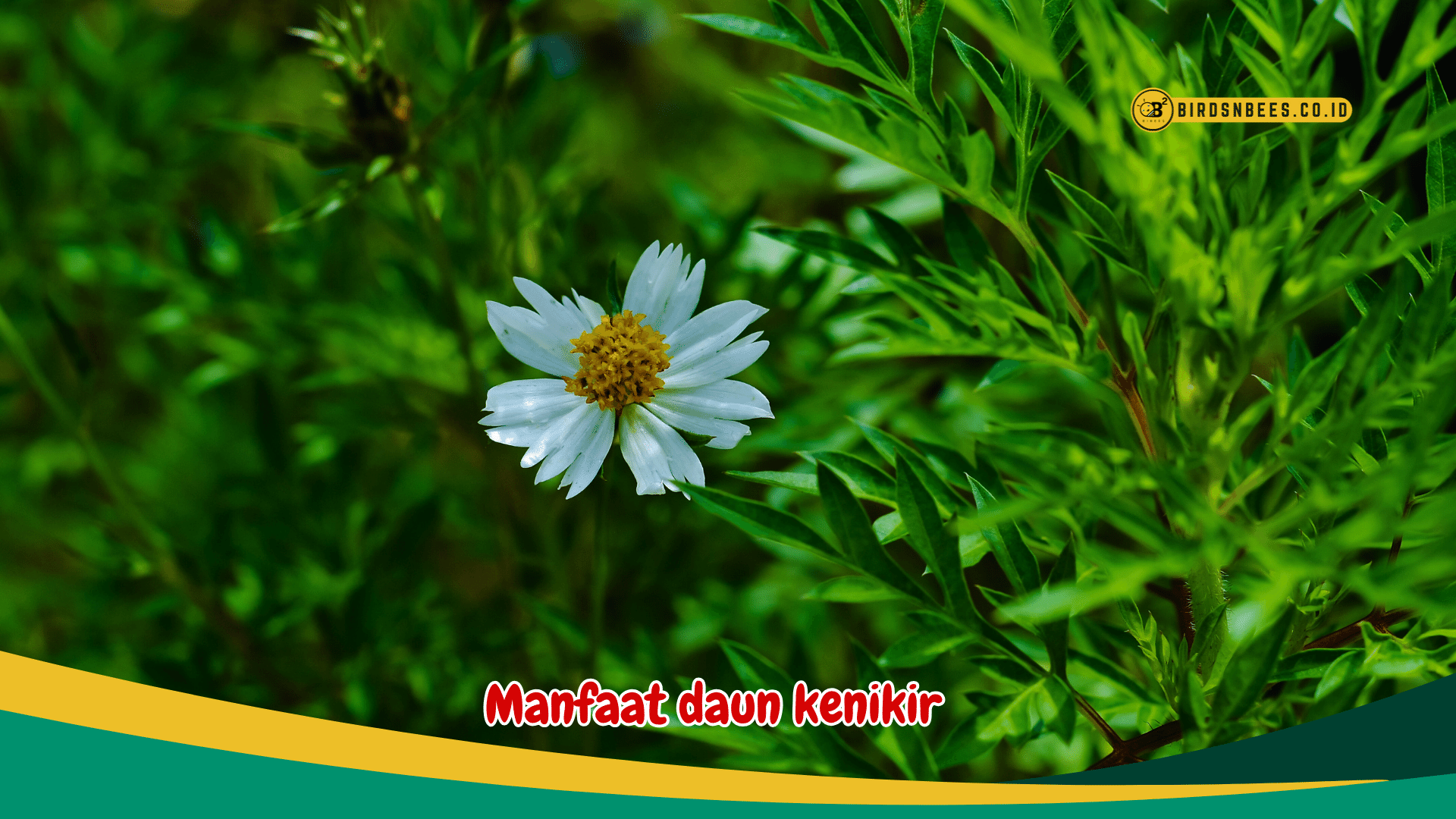 Ketahui 7 Manfaat Daun Kenikir Ampuh Turunkan Demam Hingga Atasi