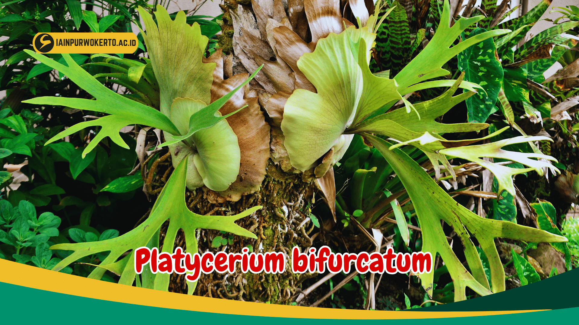 Kenali 6 Jenis Tanaman Tanduk Rusa yang Salah Satunya Berasal Dari ...