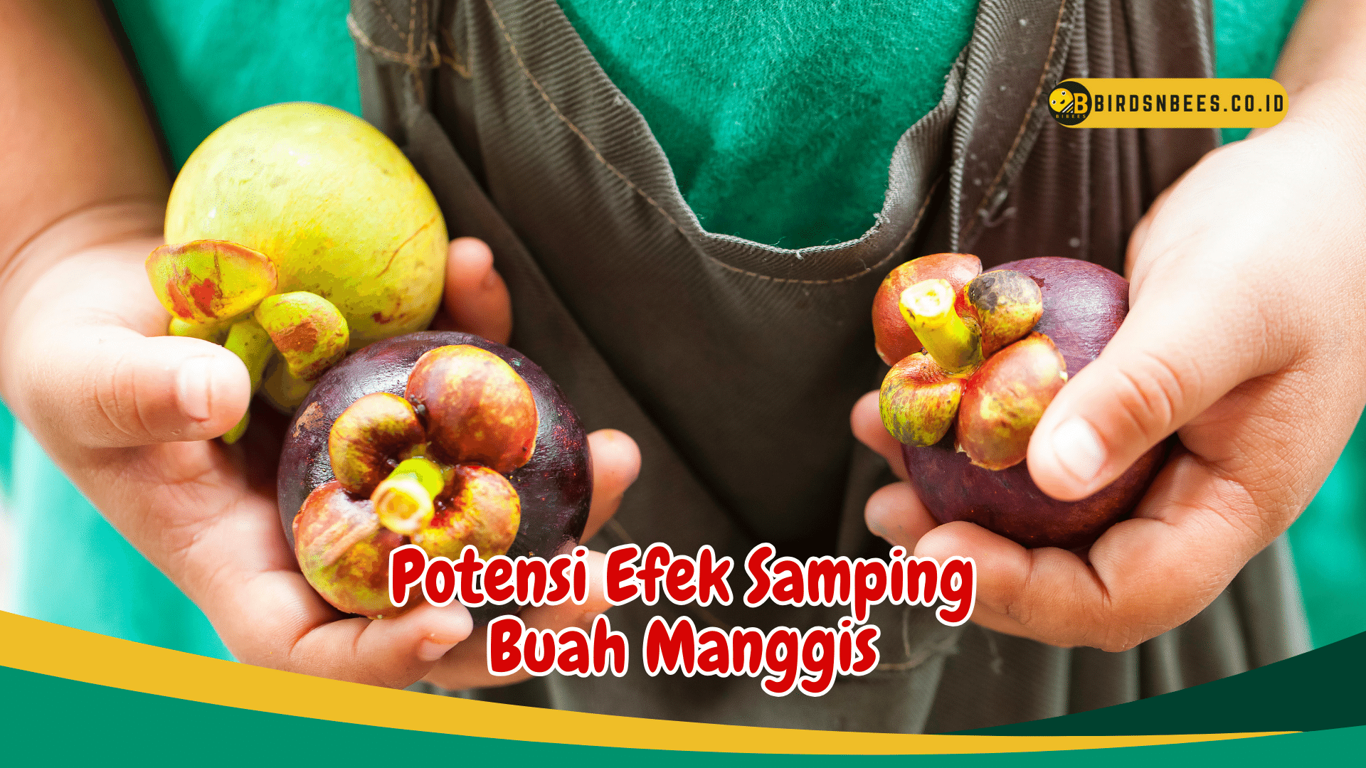 Ketahui 6 Manfaat Buah Manggis untuk Kesehatan, sebagai Sumber antioksidan kuat - Birds n Bees