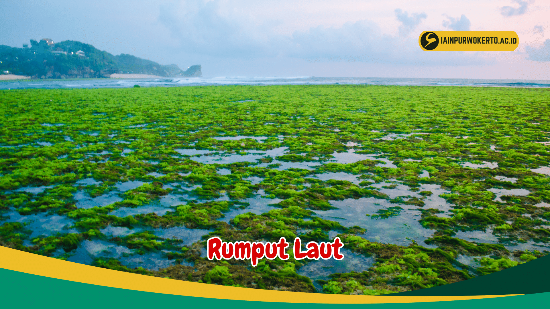 Temukan Manfaat Rumput Laut yang Baik untuk Tubuh - Birds n Bees