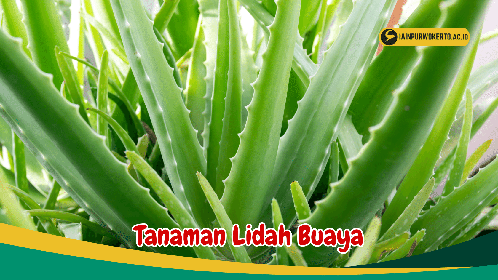 Ketahui 5 Jenis Tanaman Lidah Buaya Dengan Berbagai Manfaat Yang