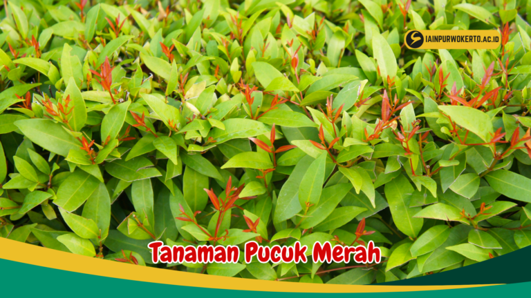 6 Manfaat Tanaman Pucuk Merah untuk Kesehatan - Birds n Bees