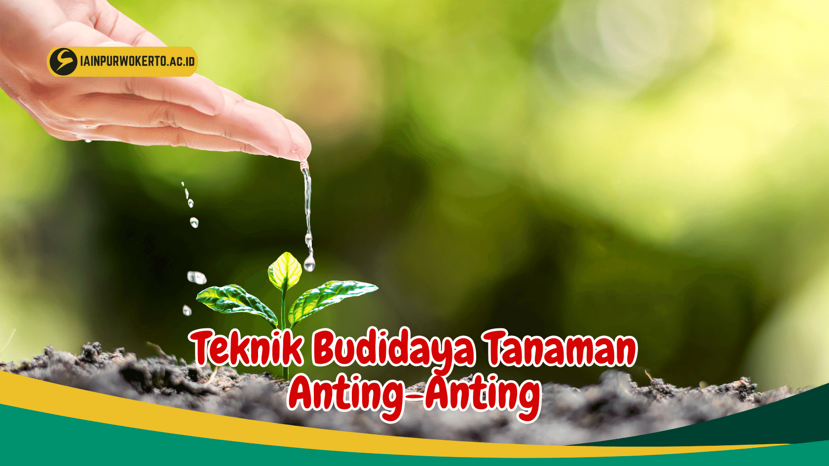 Mengenal 5 Jenis Tanaman Anting-Anting dan Khasiatnya - Birds n Bees