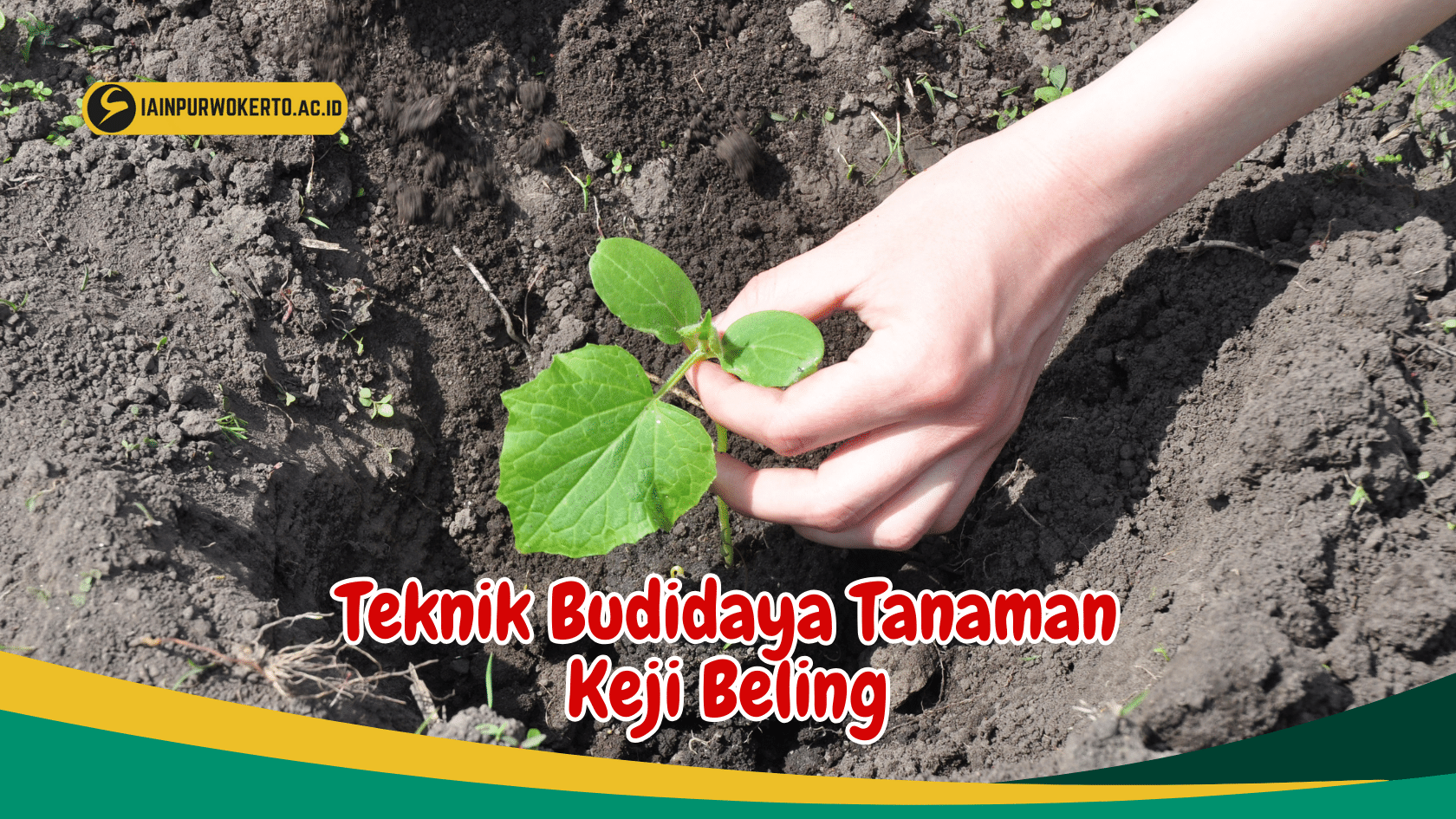 Kenali Tanaman Keji Beling Yang Indah Namun Bermanfaat Bagi Kesehatan ...