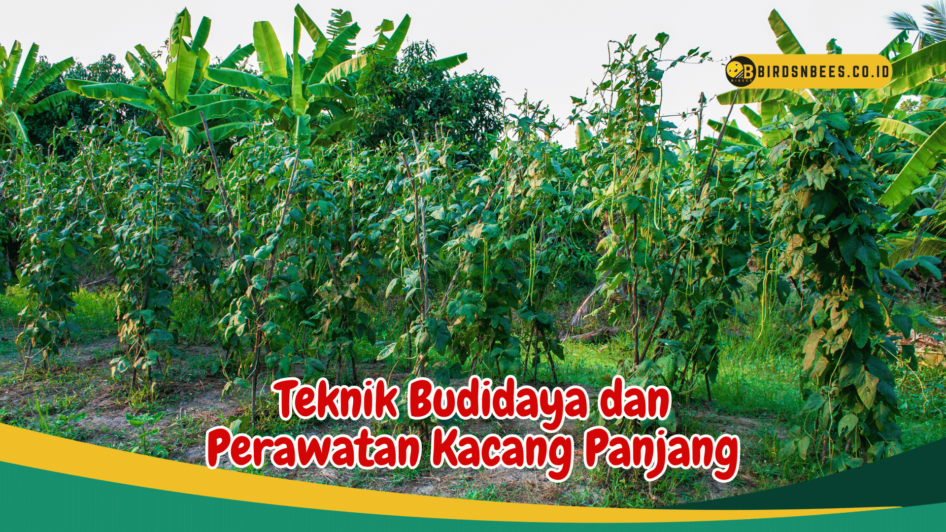 Mengenal 4 Jenis Tanaman Kacang Panjang Dari Seluruh Penjuru Dunia ...