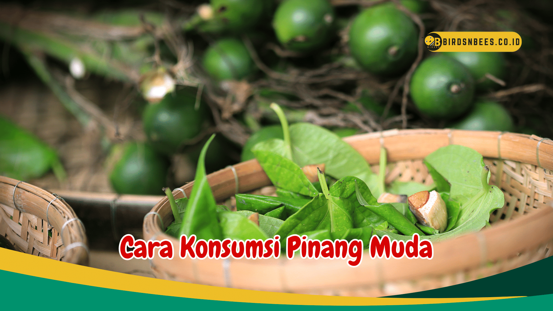 Manfaat Buah Pinang Muda Sebagai Peningkat Daya Tahan Tubuh - Birds n Bees