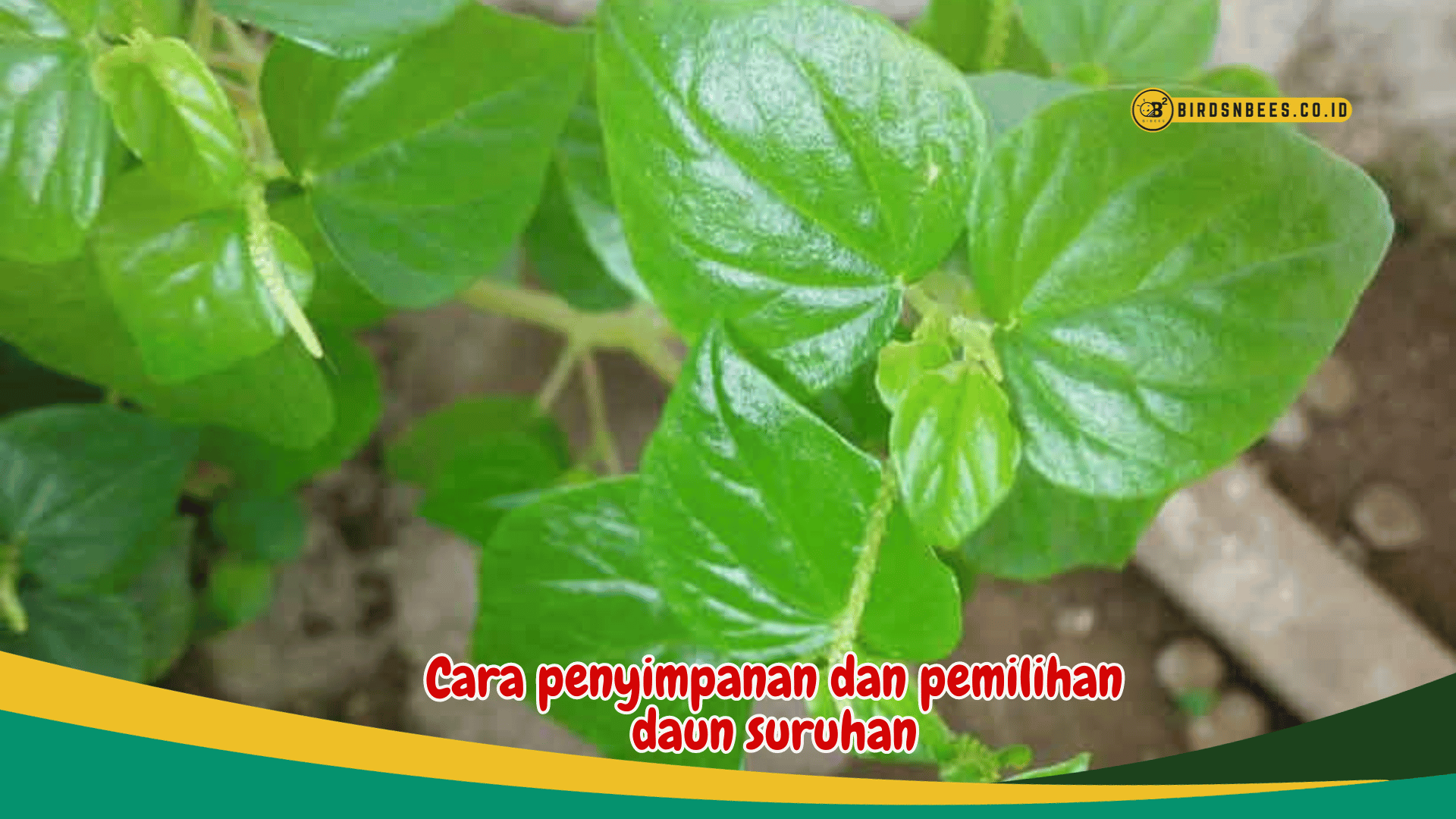 Manfaat daun suruhan sebagai pencegahan infeksi - Birds n Bees