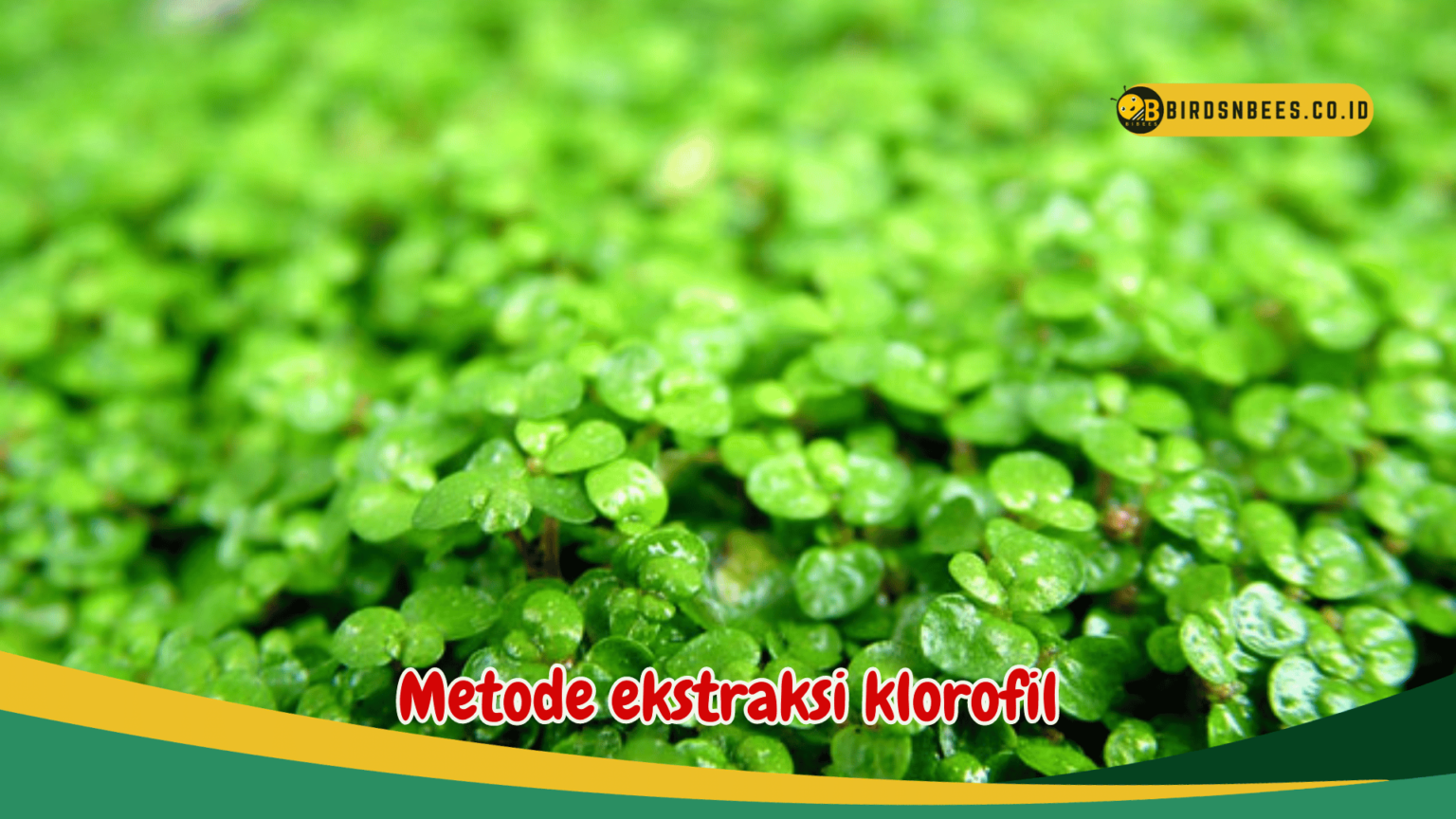 Manfaat daun klorofil meningkatkan produksi darah - Birds n Bees