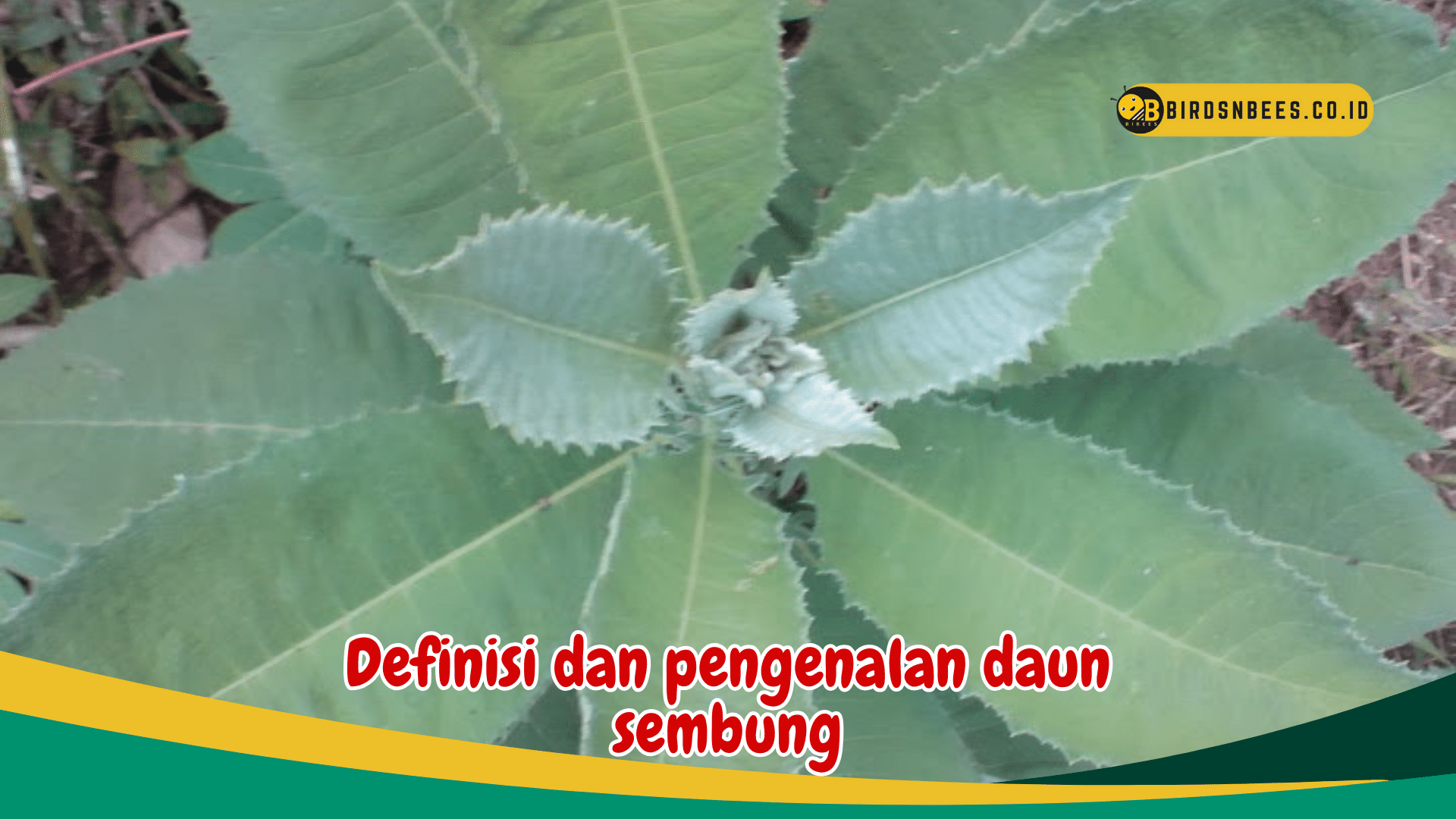Manfaat daun sembung penurun demam - Birds n Bees