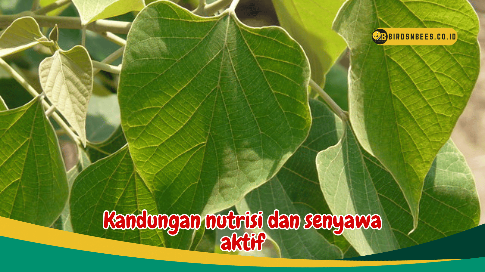 Manfaat daun dadap meredakan demam - Birds n Bees