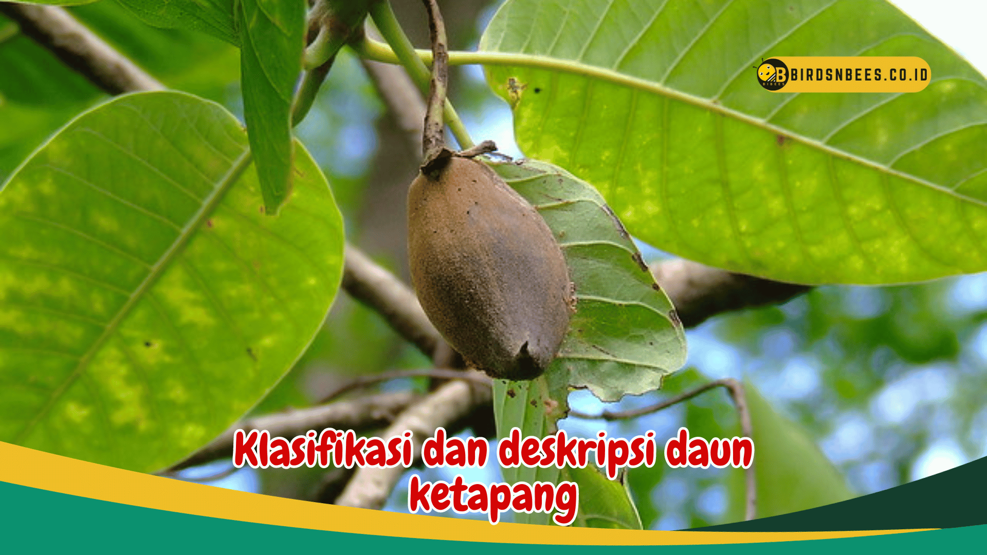 Manfaat daun ketapang sebagai anti jamur - Birds n Bees