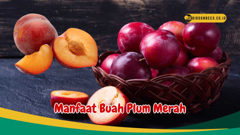 Manfaat Buah Plum Merah Sebagai Pencegah Penuaan Dini - Birds n Bees