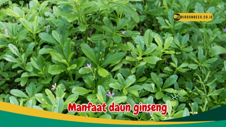Manfaat daun ginseng untuk peningkatan energi - Birds n Bees