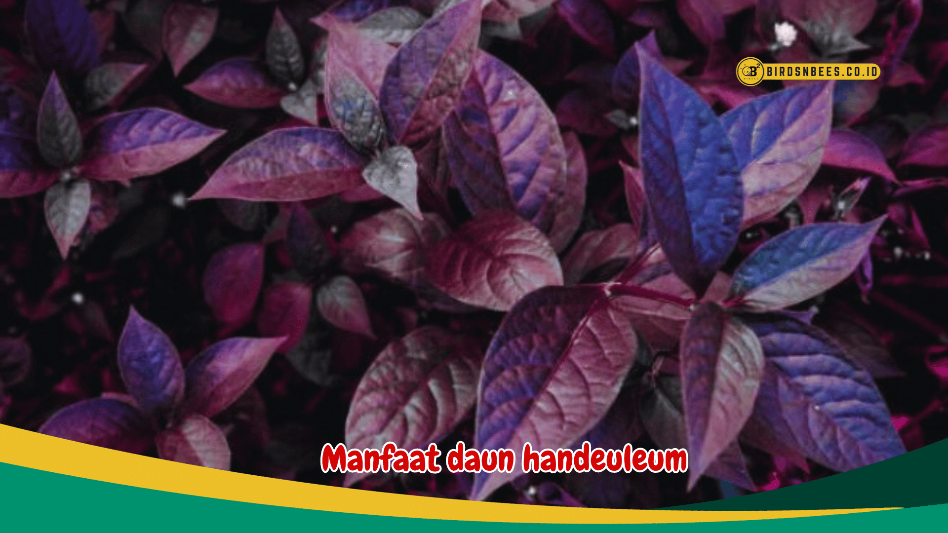 Manfaat daun handeuleum untuk mengobati luka - Birds n Bees