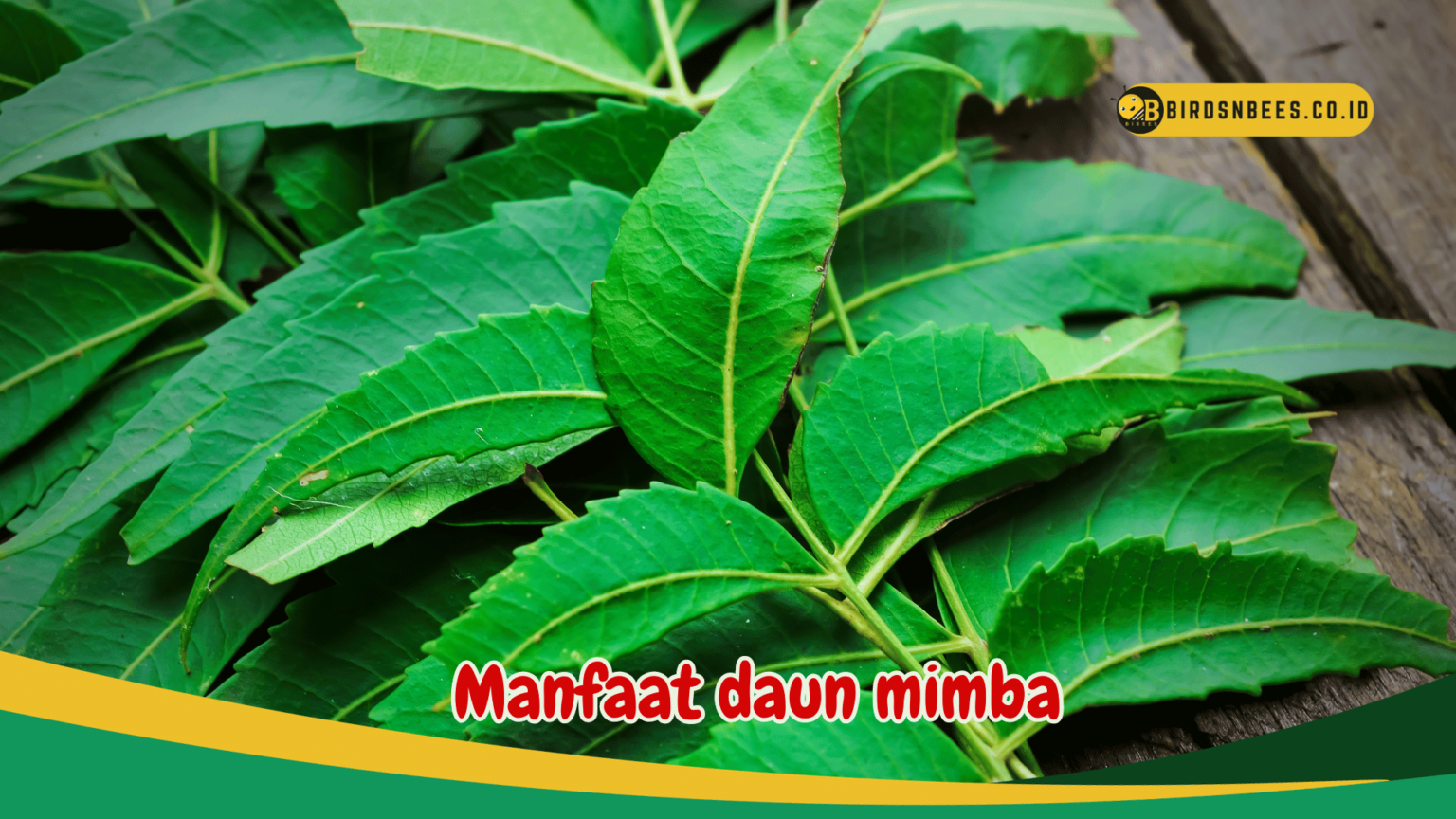 Manfaat daun mimba untuk kesehatan dan mencegah infeksi - Birds n Bees