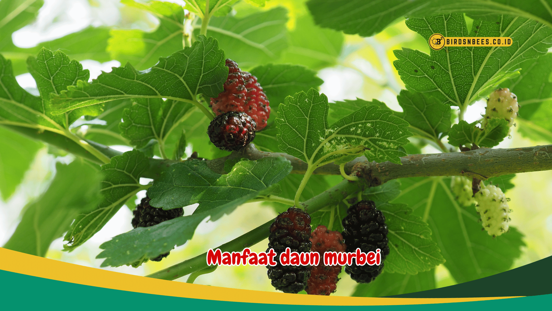 Manfaat daun murbei agar tubuh sehat dan kebal - Birds n Bees