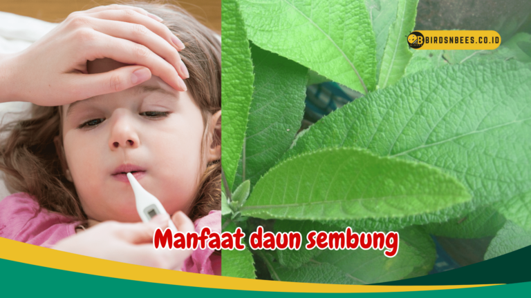 Manfaat daun sembung penurun demam - Birds n Bees
