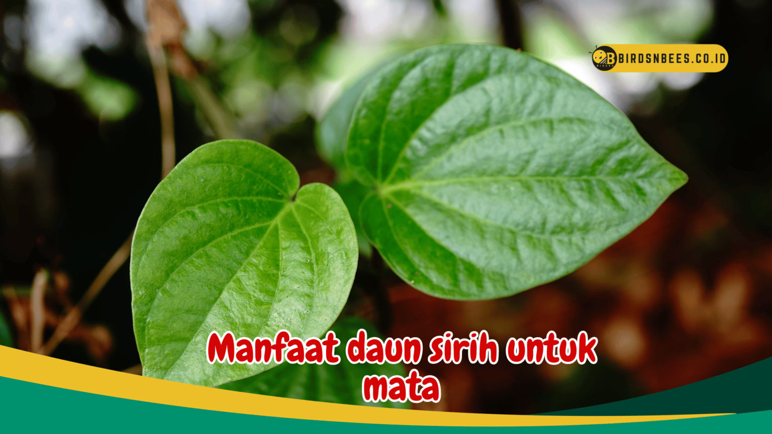 Manfaat daun sirih untuk kesehatan mata - Birds n Bees