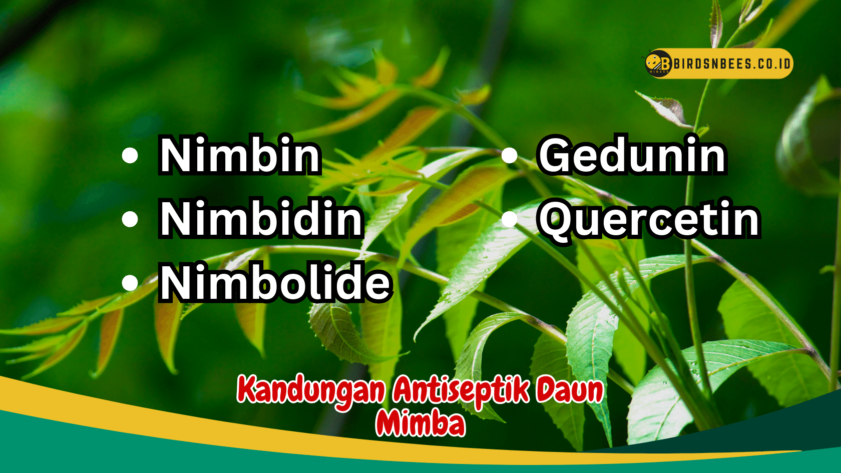 Temukan Khasiat Ajaib Daun Mimba untuk Kulit Sehat Anda - Birds n Bees