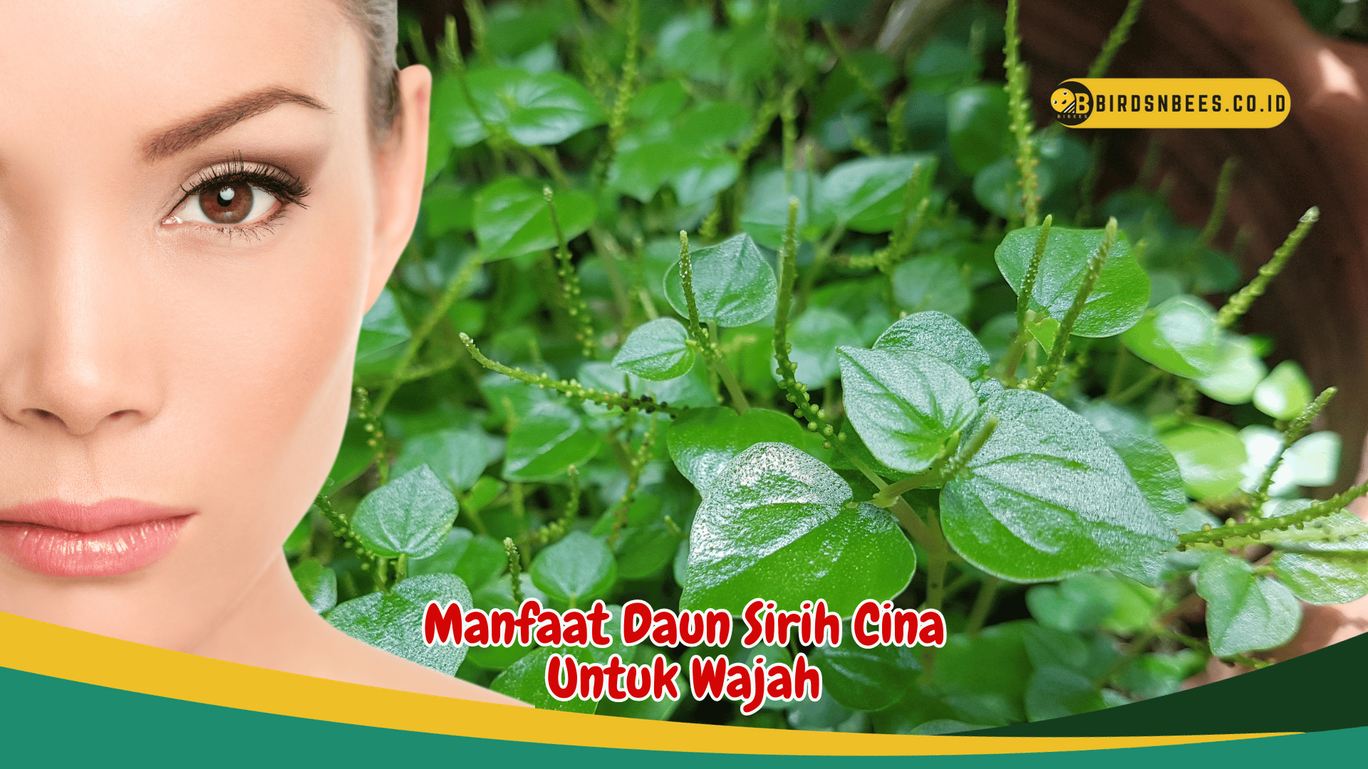Manfaat Luar Biasa Daun Sirih Cina Bagi Kecantikan Wajah Anda Birds N