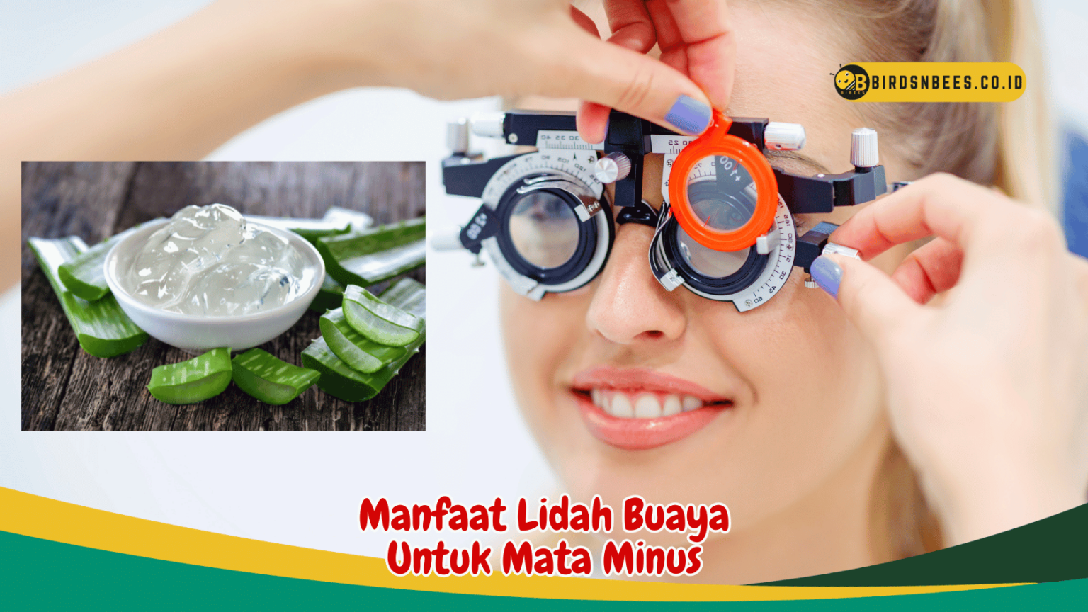 Manfaat Lidah Buaya Untuk Mata Minus, Salah satunya Memperbaiki sel-sel ...