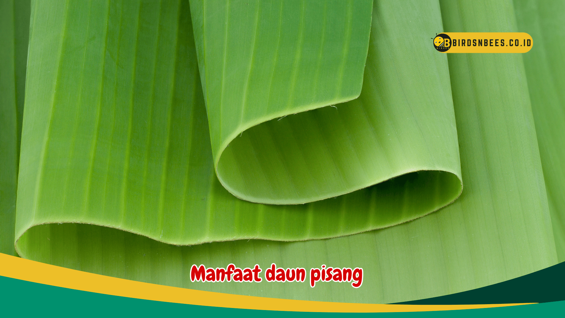Manfaat Daun Pisang Untuk Penyembuhan Luka Dalam Penelitian Terbaru