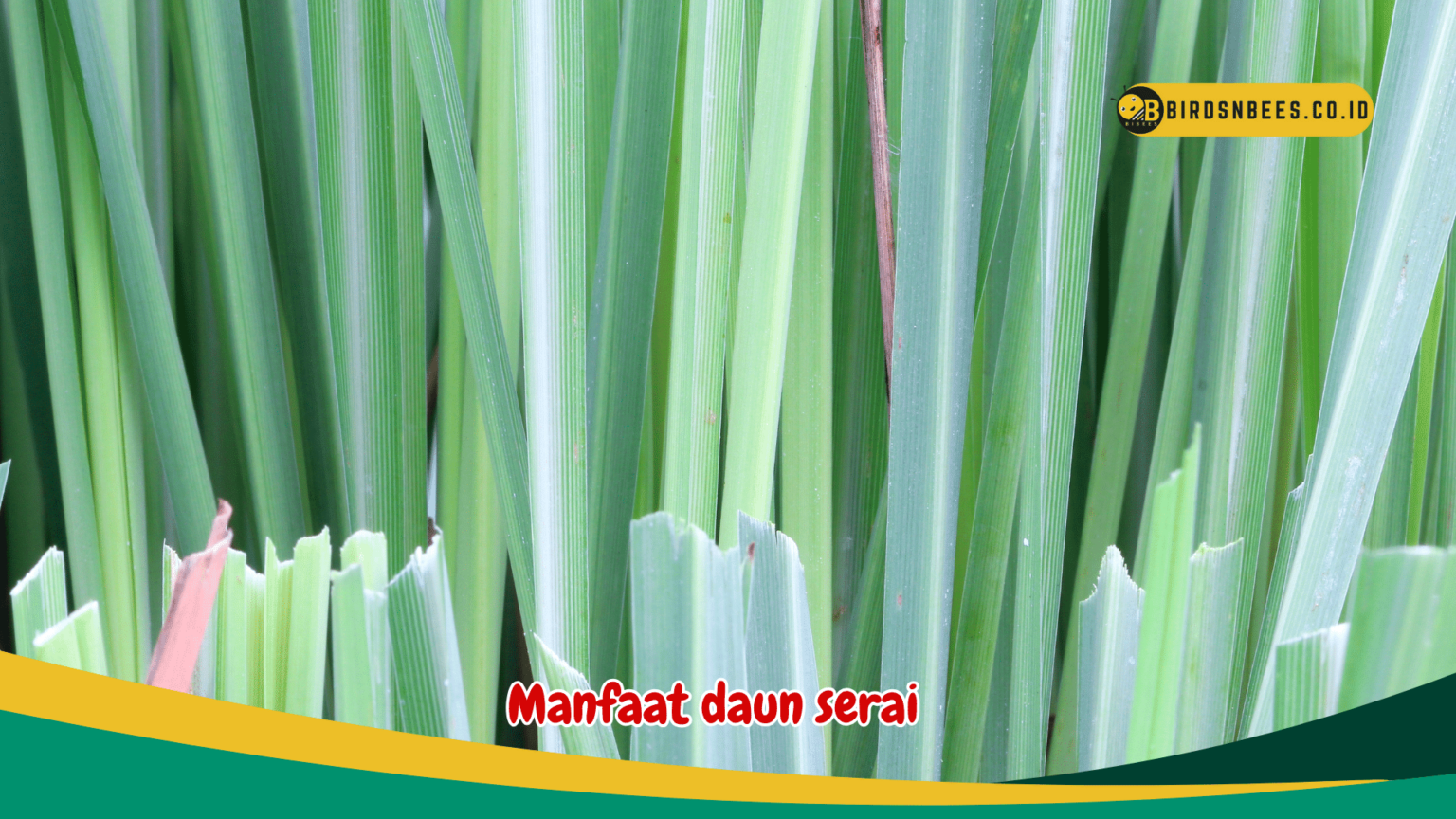 Manfaat daun serai bagi kesehatan tubuh kita - Birds n Bees