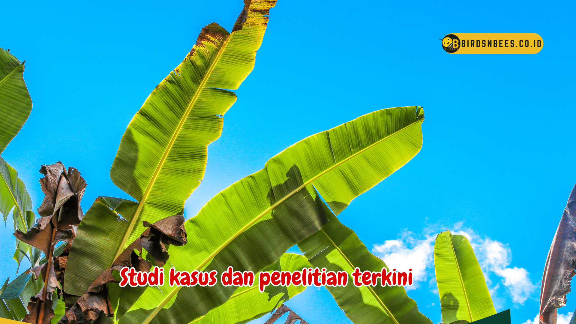 Manfaat Daun Pisang Untuk Penyembuhan Luka Dalam Penelitian Terbaru