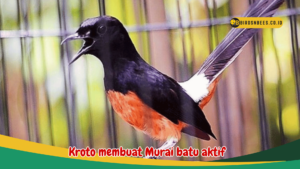 Tak malas bunyi, Ketahui manfaat kroto untuk murai batu - Birds n Bees